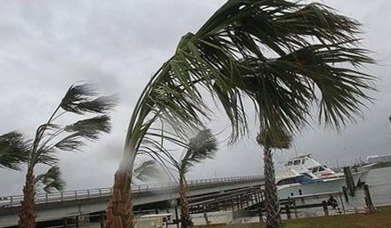 The Oak Tree vs the Palm Tree - Tami Matheny